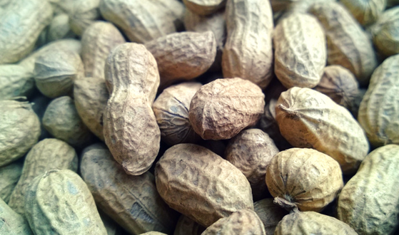 9 Fascinating Benefits Of Groundnut - The Wonder Seed! - Lifestylica