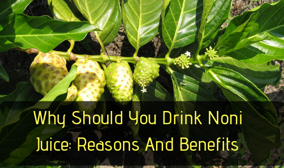 Why Should You Drink Noni Juice: Reasons and Benefits - Lifestylica